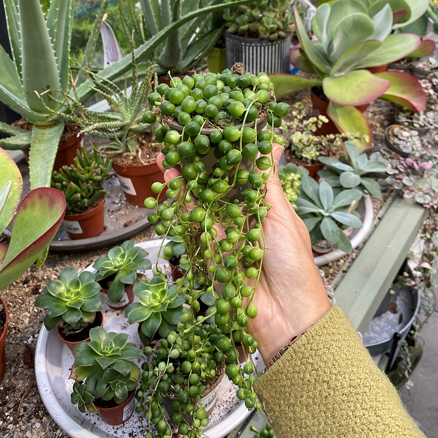 Senecio rowleyanus Midi Pot - Knights Garden Centres