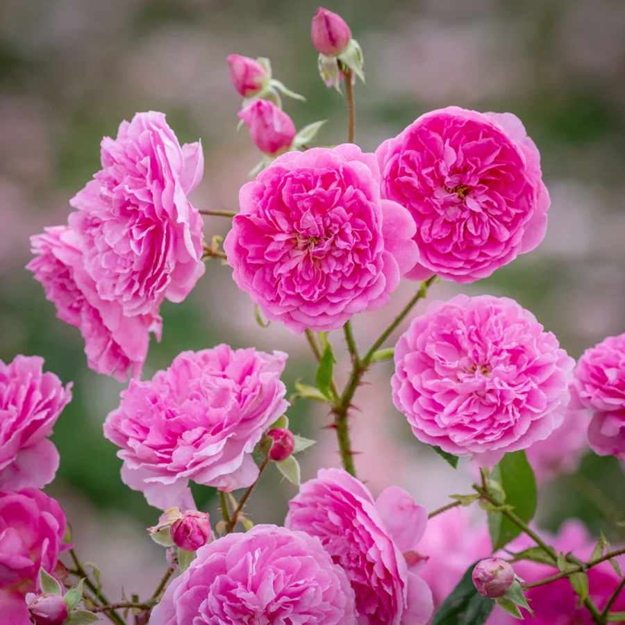 Shrub Rose Harlow Carr by David Austin - Knights Garden Centres