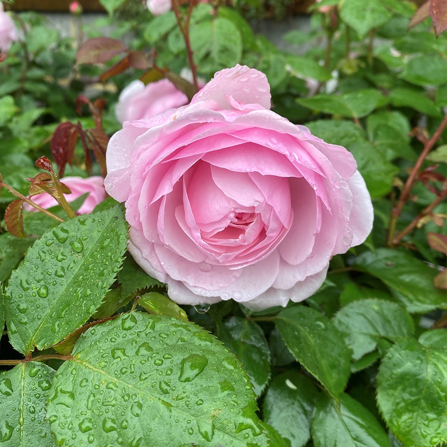 Shrub Rose Olivia Rose Austin by David Austin - Knights Garden Centres