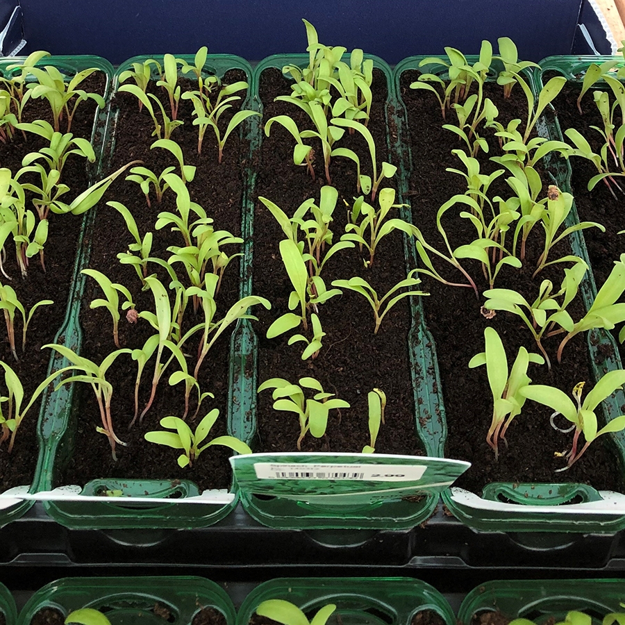 Spinach Perpetual 15cm strip pack of seedlings - Knights Garden Centres
