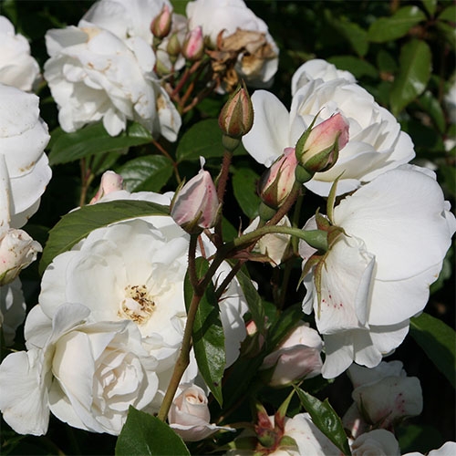 Standard Tree Roses - Knights Garden Centres