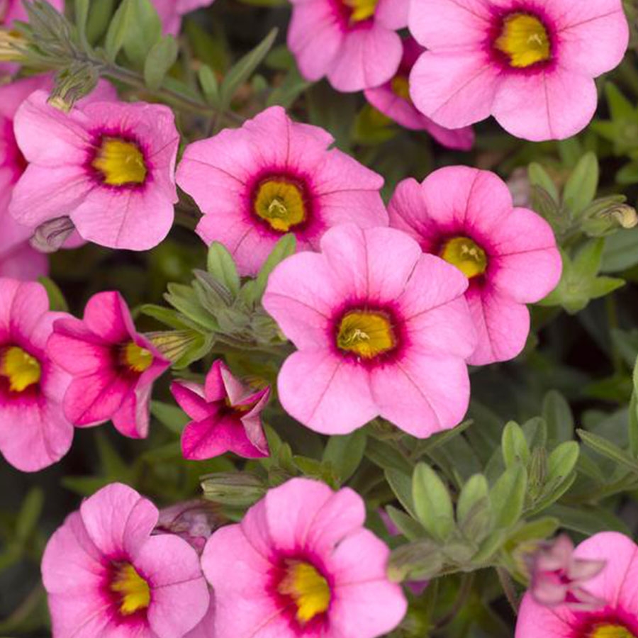 Starter Plant Calibrachoa Pink with Eye 9cm pot - Knights Garden Centres