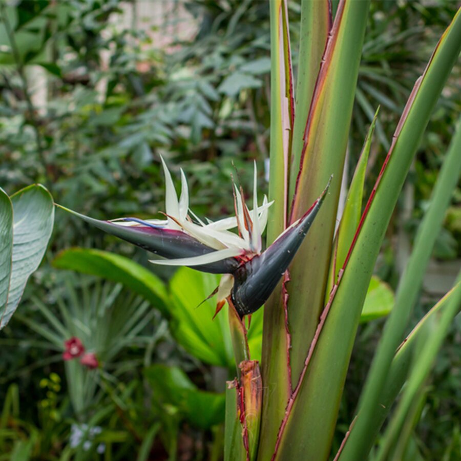 Strelitzia nicolai - Knights Garden Centres