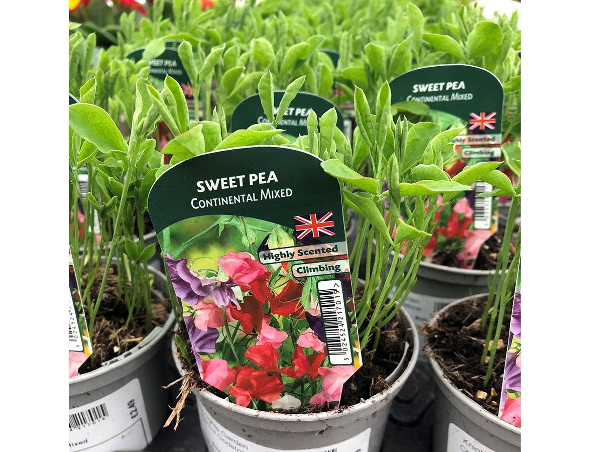 Sweet Pea Continental Mixed Seedlings 9cm pot - Knights Garden Centres