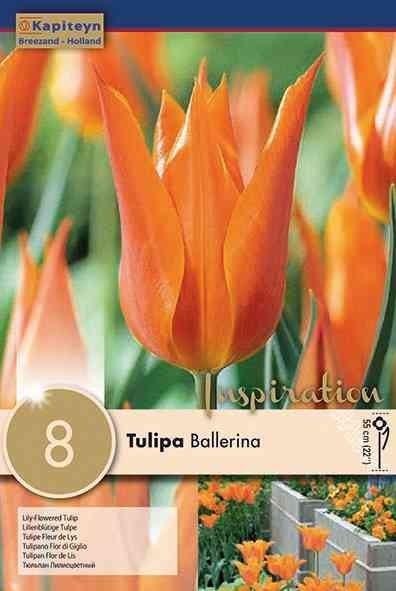 Tulip Lily-Flowered Ballerina - Knights Garden Centres