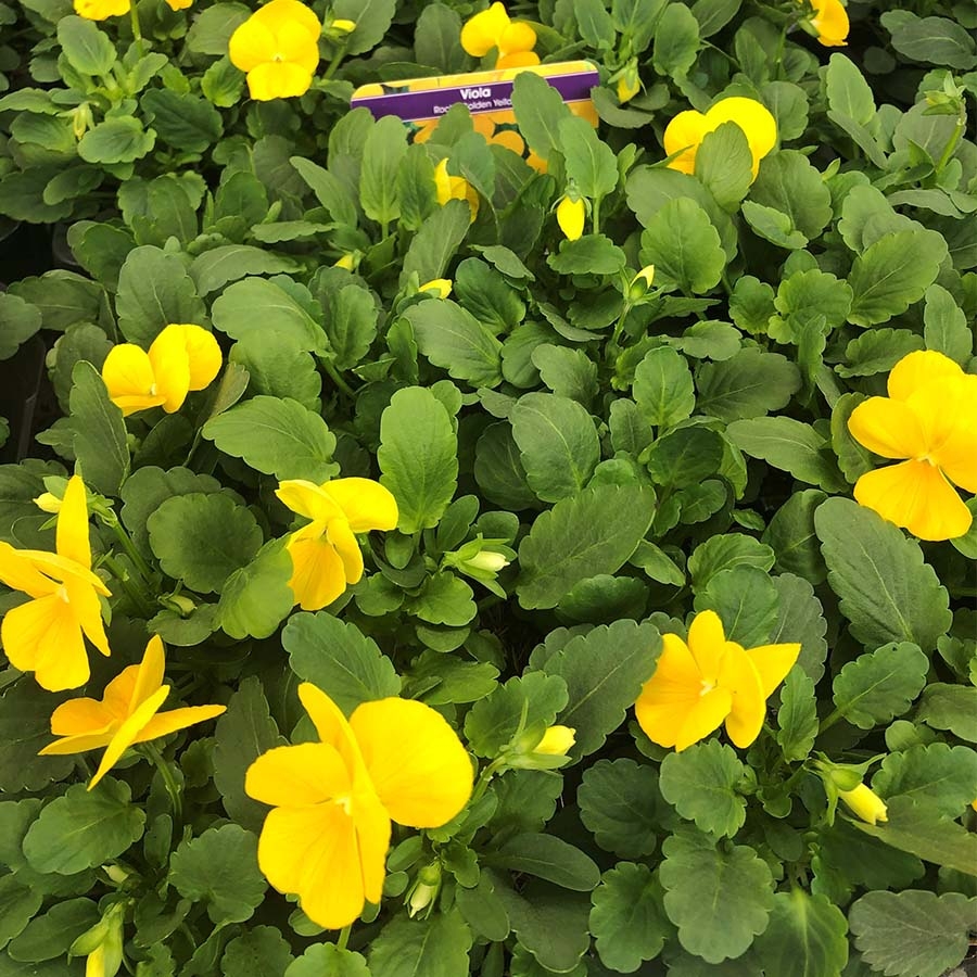 Viola Rocky Golden Yellow 20 pk - Knights Garden Centres