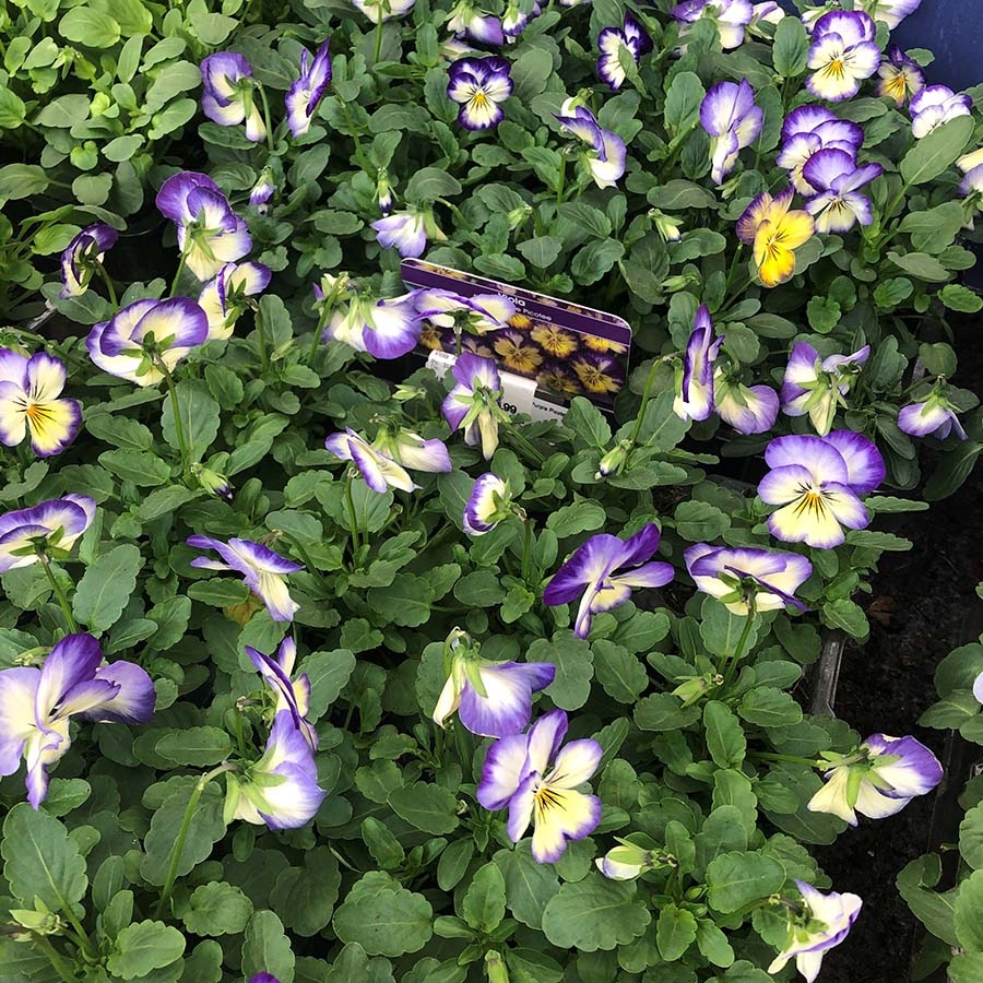 Viola Rocky Purple Picotee 20 pk - Knights Garden Centres