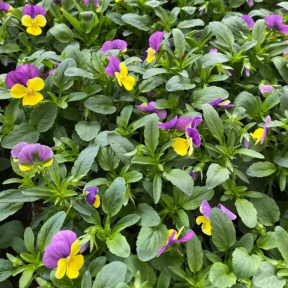 Viola Yellow with Pink Wing 6 pack - Knights Garden Centres