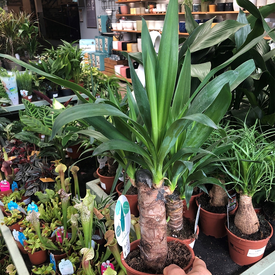 Yucca 12cm pot - Knights Garden Centres